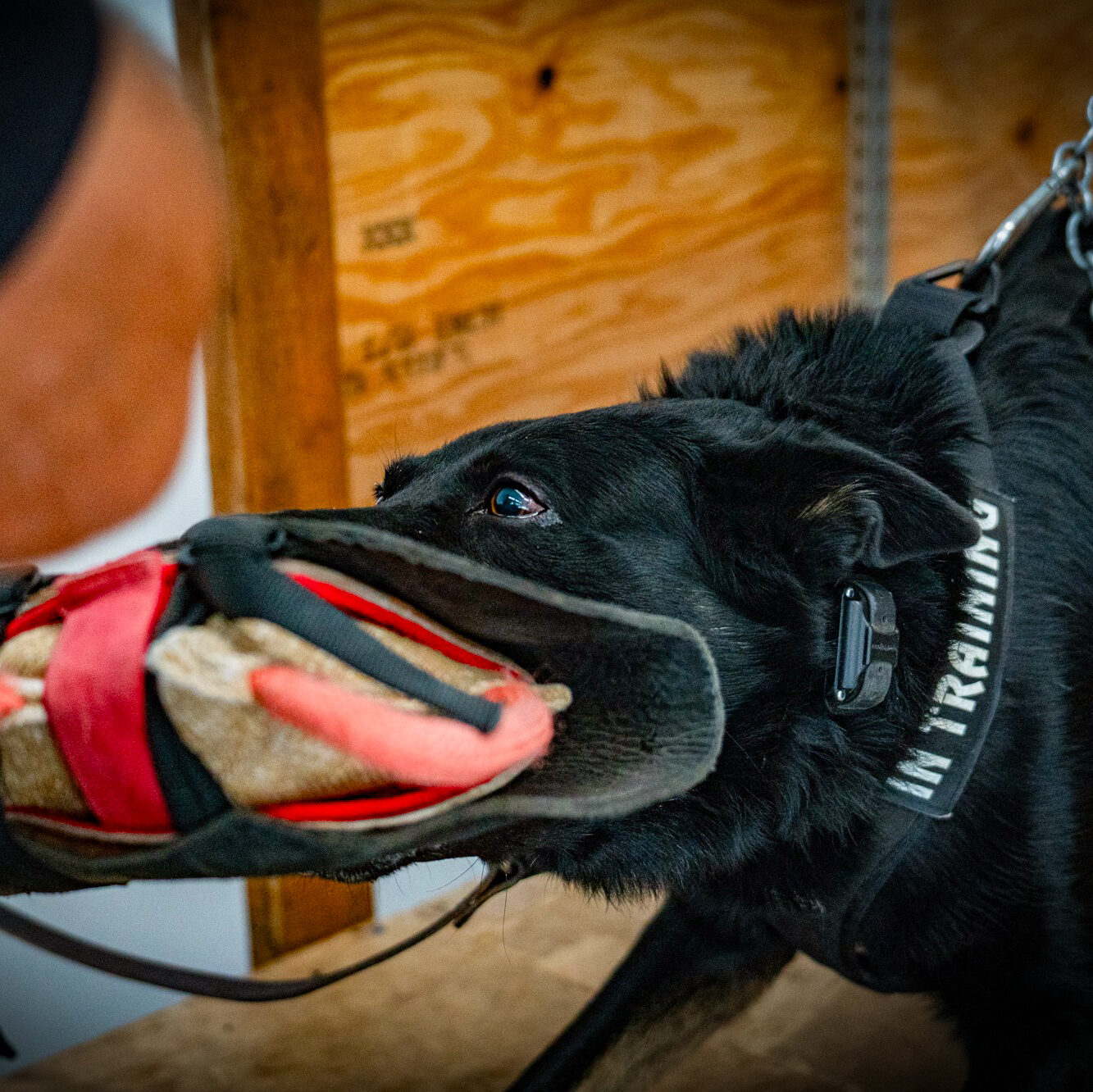 Protection Dog Training | Fowler K9 Academy